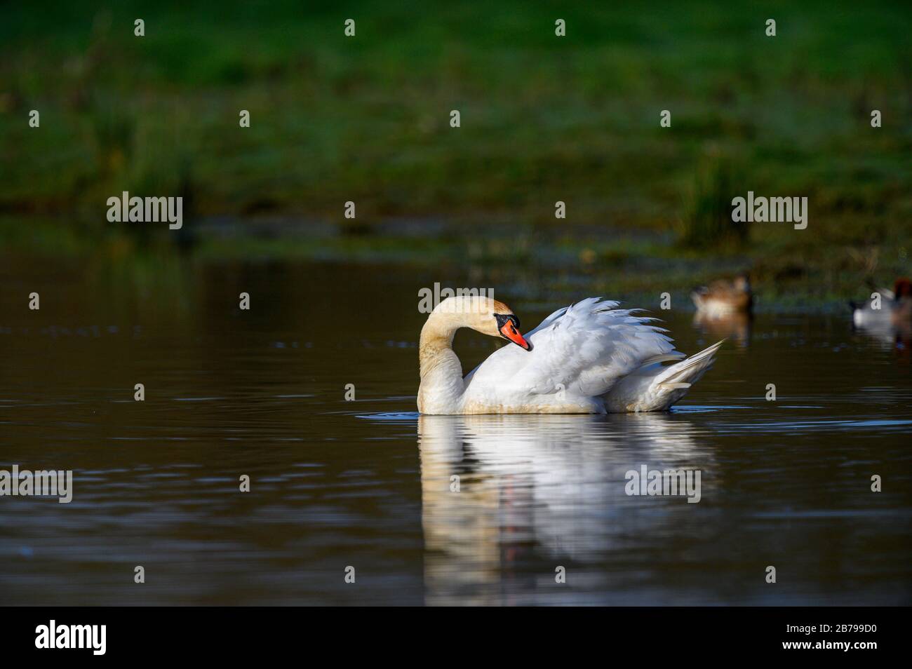 Turf locks devon hi-res stock photography and images - Alamy