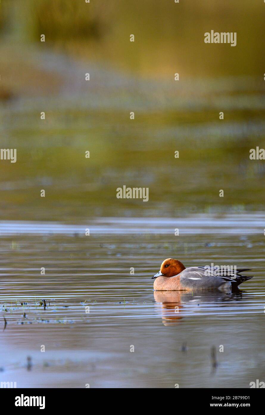 Eurasian wigeon, (Anas penelope), Near Turf Locks, Devon Stock Photo - Alamy