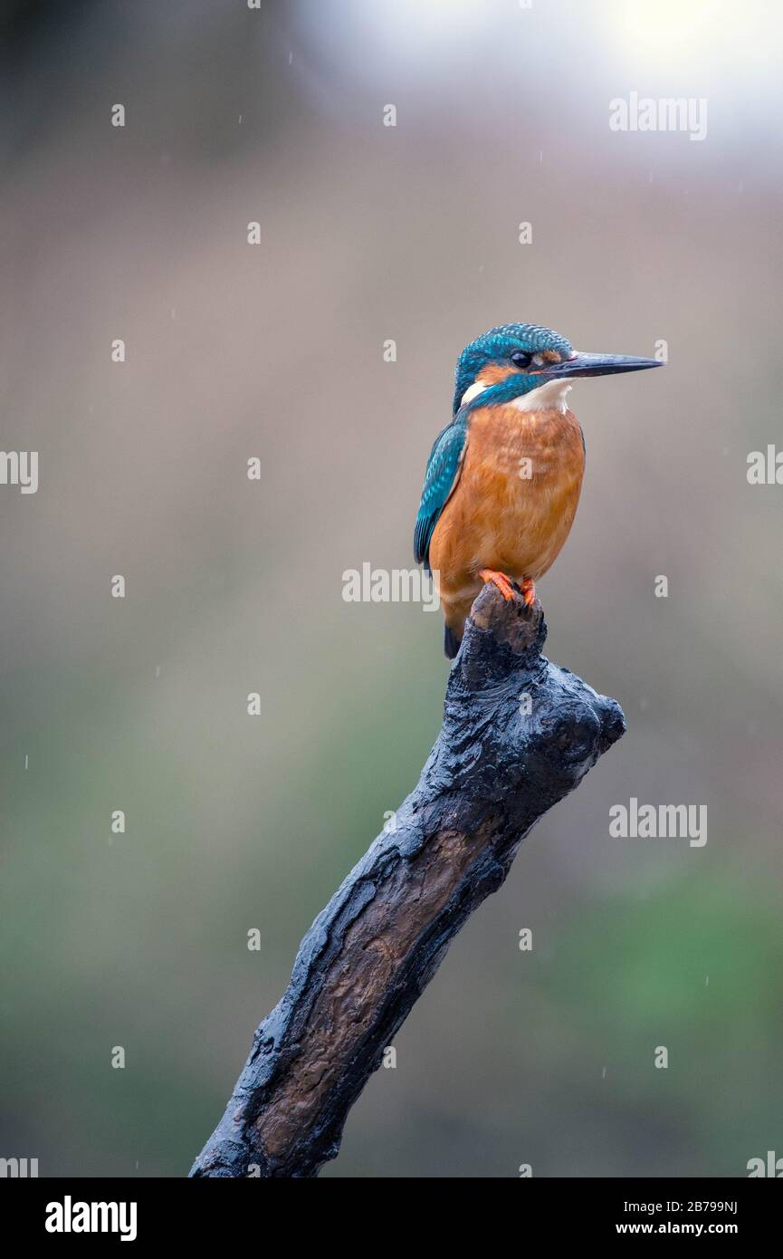 Common kingfisher (Alcedo atthis), Salty Brook, Wychbold ...