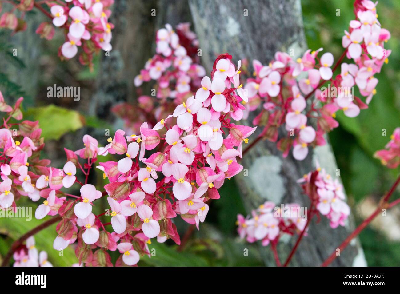 Photo of beautiful flowers in New Caledonia Stock Photo - Alamy