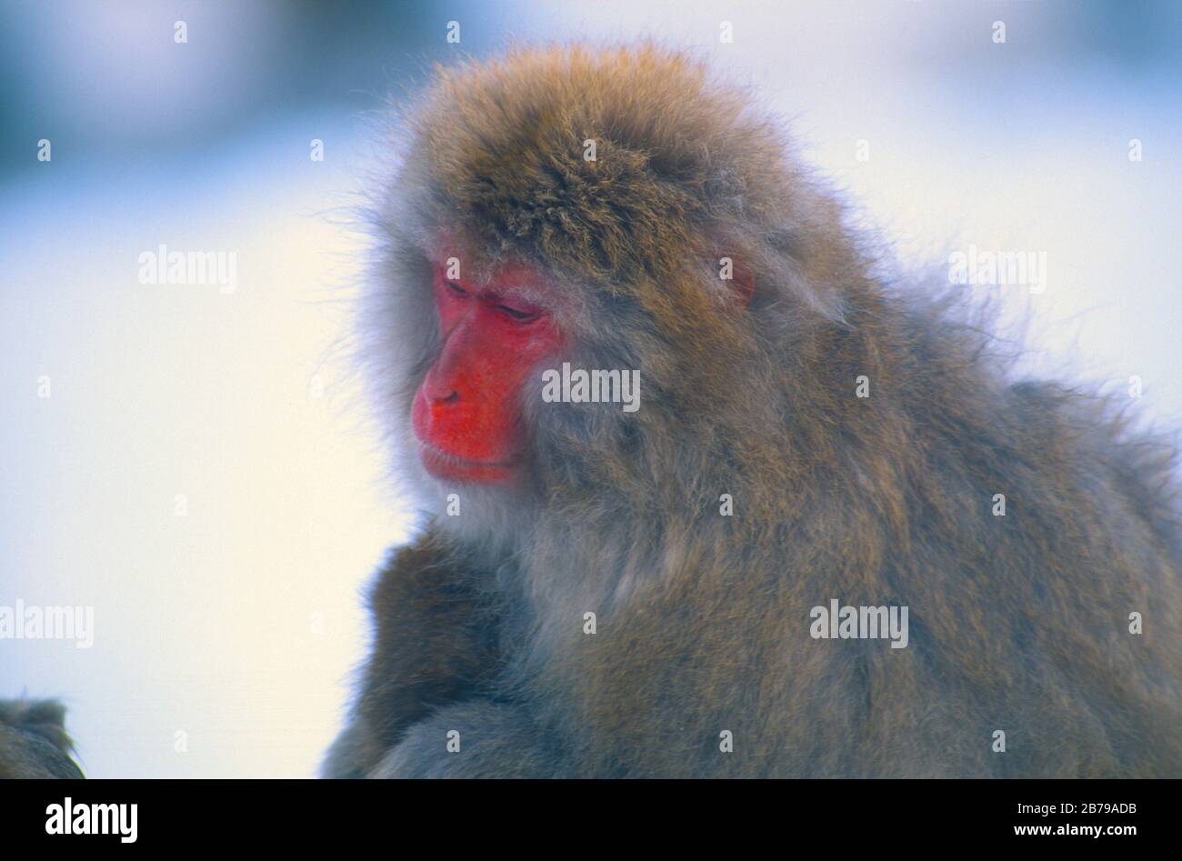 Japanese macaque {Macaca fuscata} Jigokudani Japan Stock Photo - Alamy