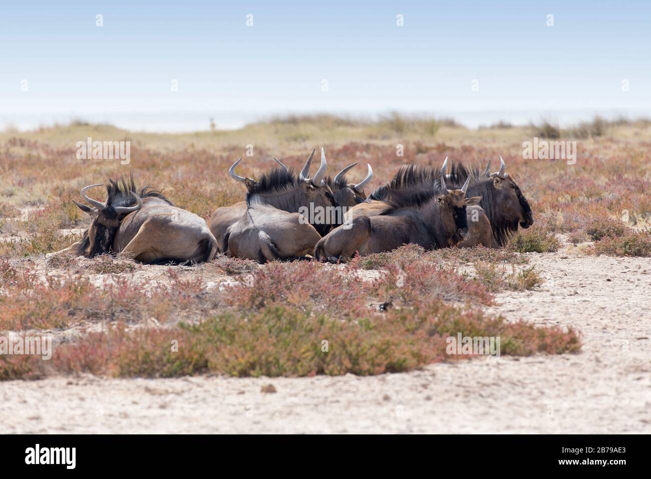 Male bull small large horns hi-res stock photography and images - Alamy