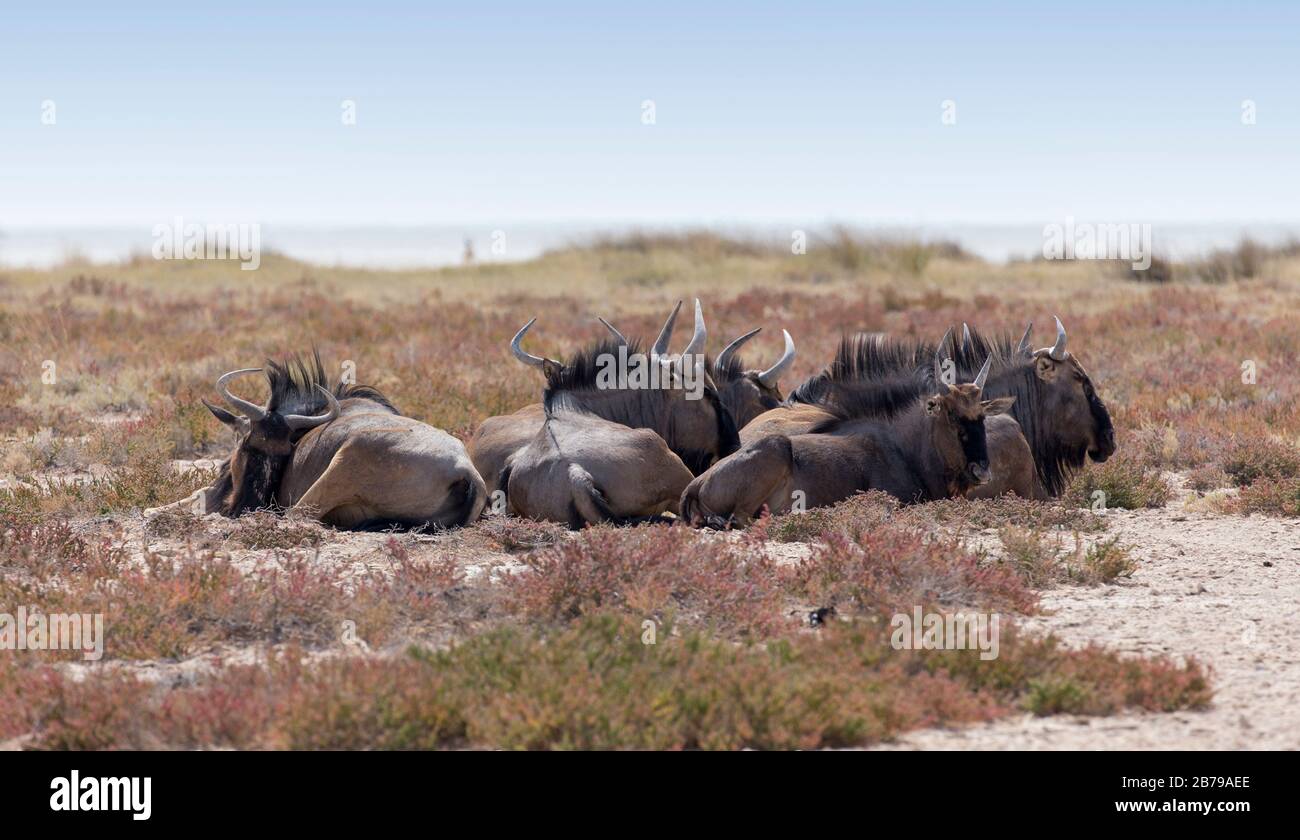 A small group of buffalo in Namibia Stock Photo - Alamy
