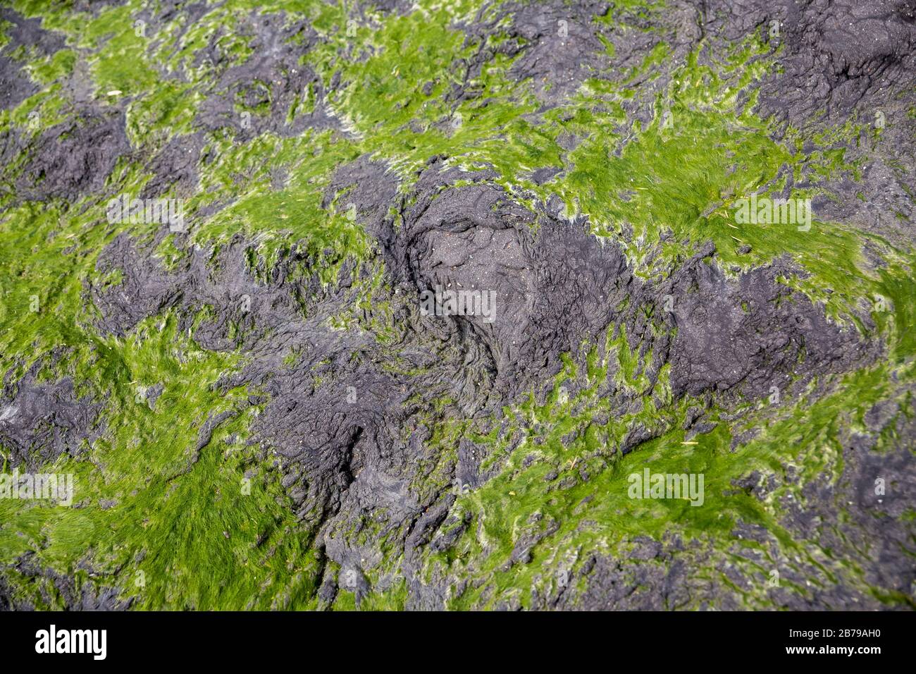 Rock pool green algae seaweed hi-res stock photography and images - Alamy