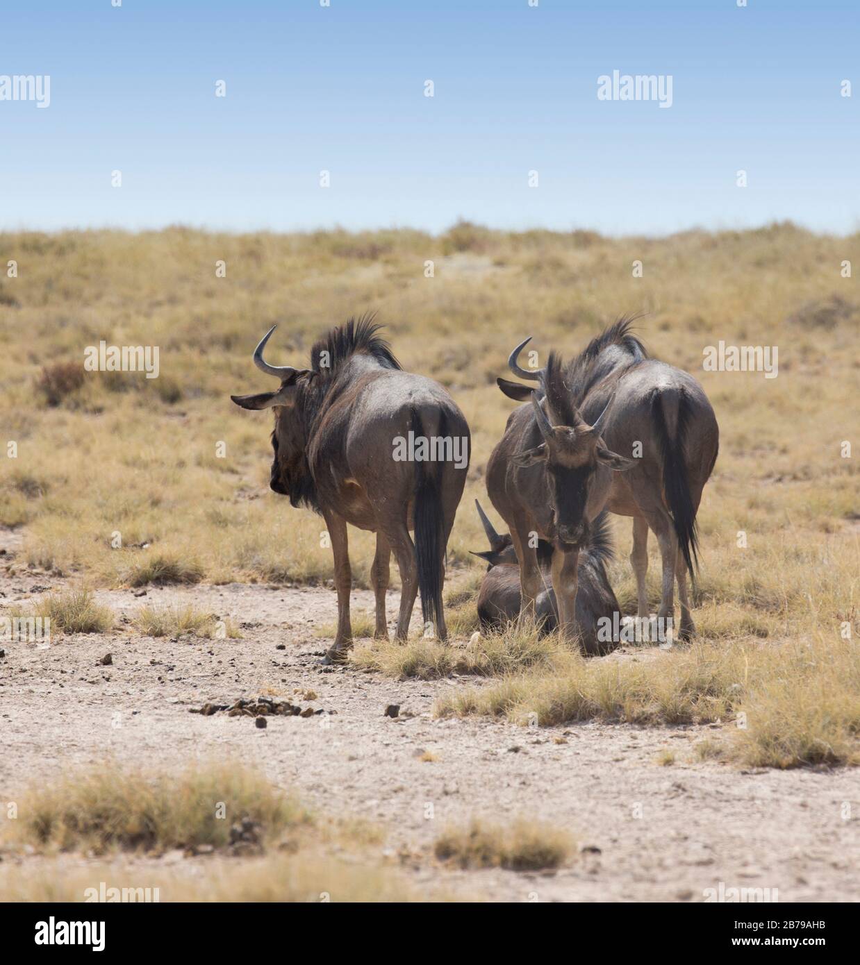 A small group of buffalo in Namibia Stock Photo - Alamy