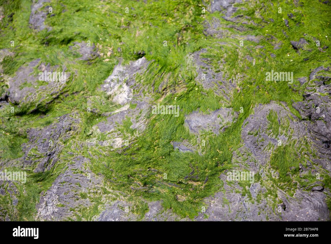 Rock pool green algae seaweed hi-res stock photography and images - Alamy