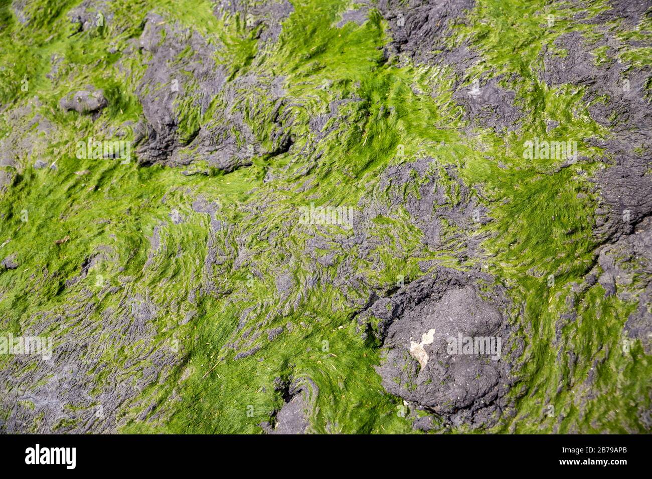 Close-up of Seaweed growing on rocky shore and visible at low tide in ...