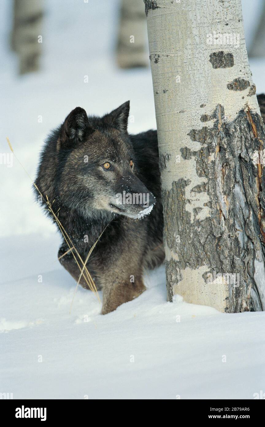 Wolf (Canis lupus Stock Photo - Alamy
