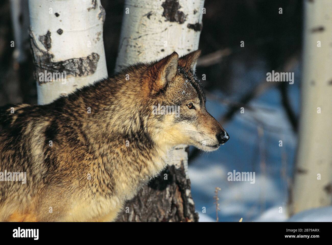 Wolf (Canis lupus Stock Photo - Alamy