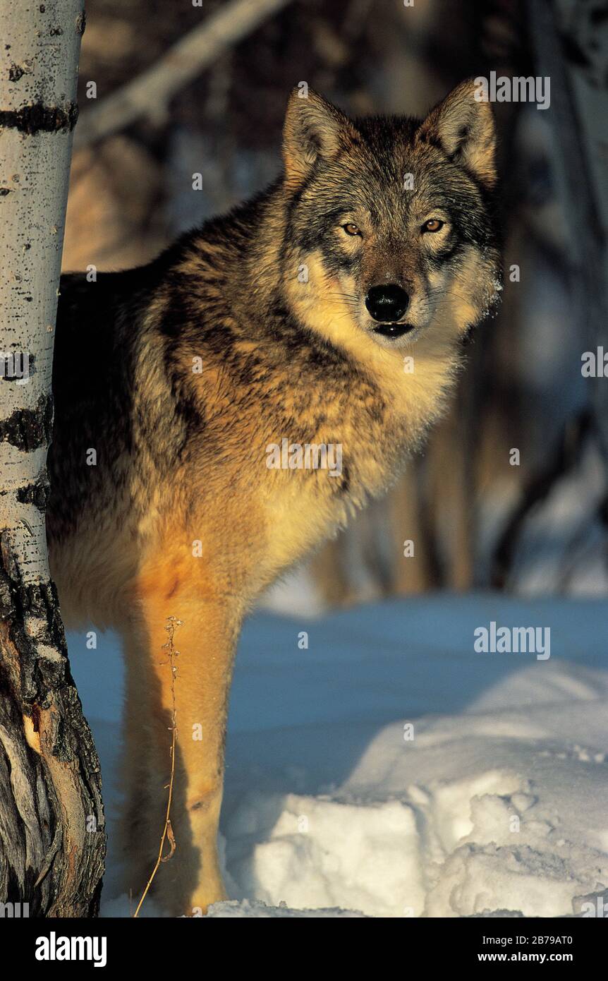 Wolf (Canis lupus Stock Photo - Alamy