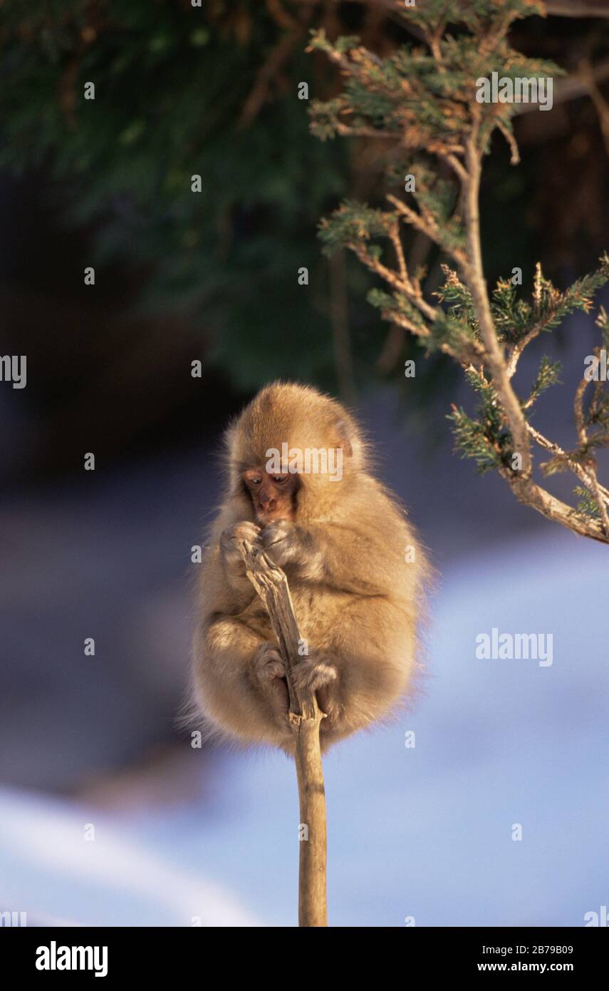 Young Japanese macaque sitting on tree stump (Macaca fuscata ...