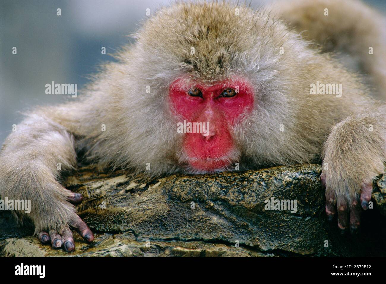 Japanese macaque portrait {Macaca fuscata} Jigokudani, Japan Stock ...