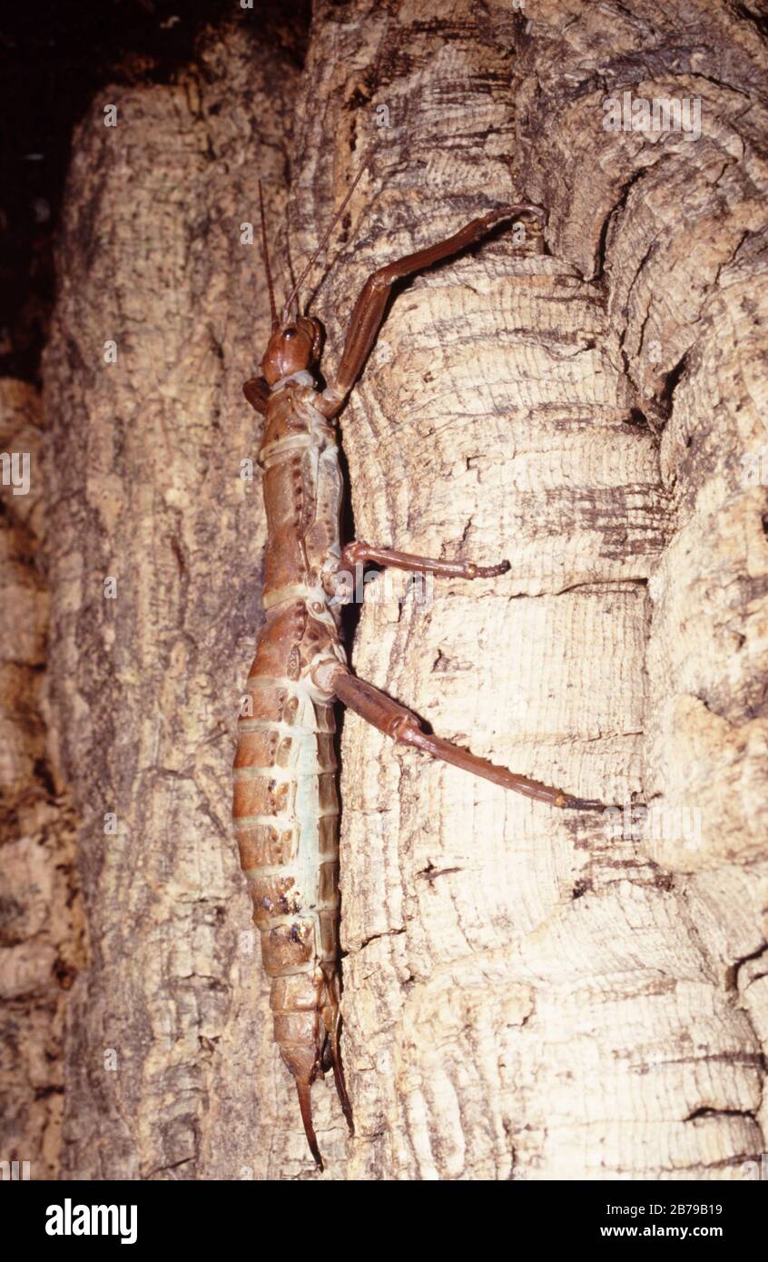Female Giant or Devil spiny stick insect, Eurycantha calcarata Stock ...