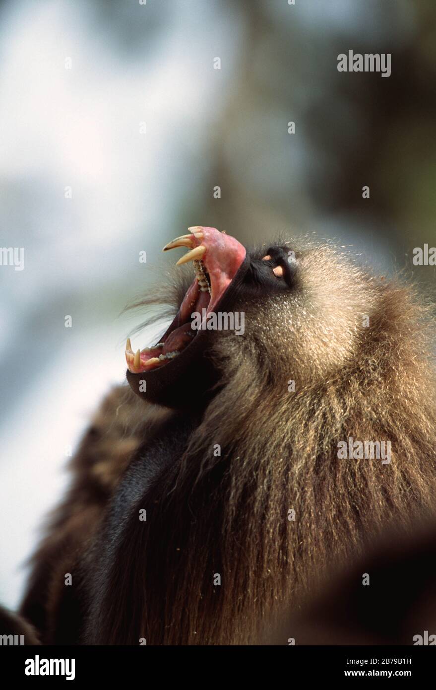 Gelada baboon lip flip display (uncertainty) {Theropithecus gelada ...