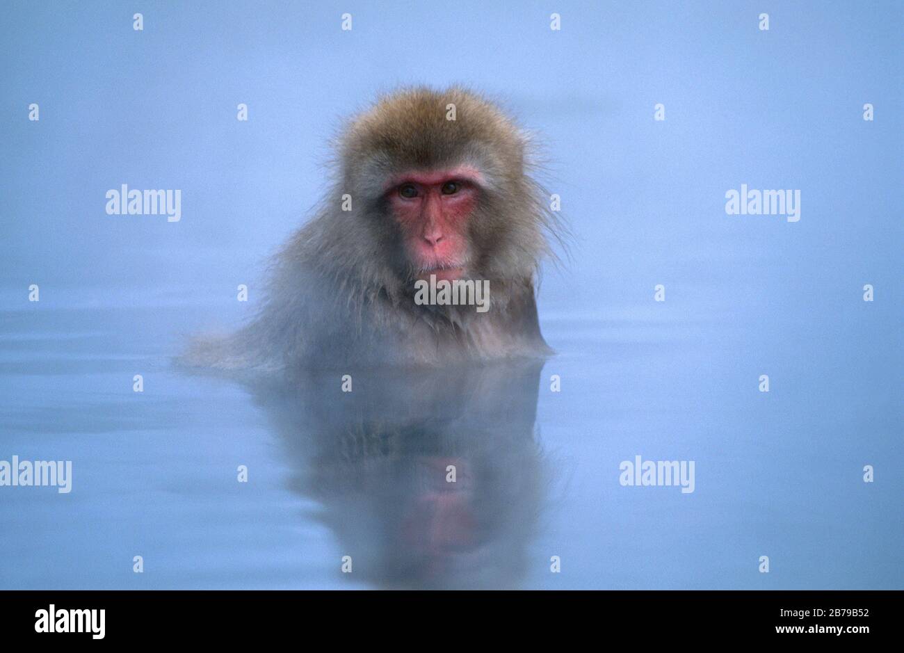 Japanese macaque in hot spring water {Macaca fuscata} Jigokudani Japan ...