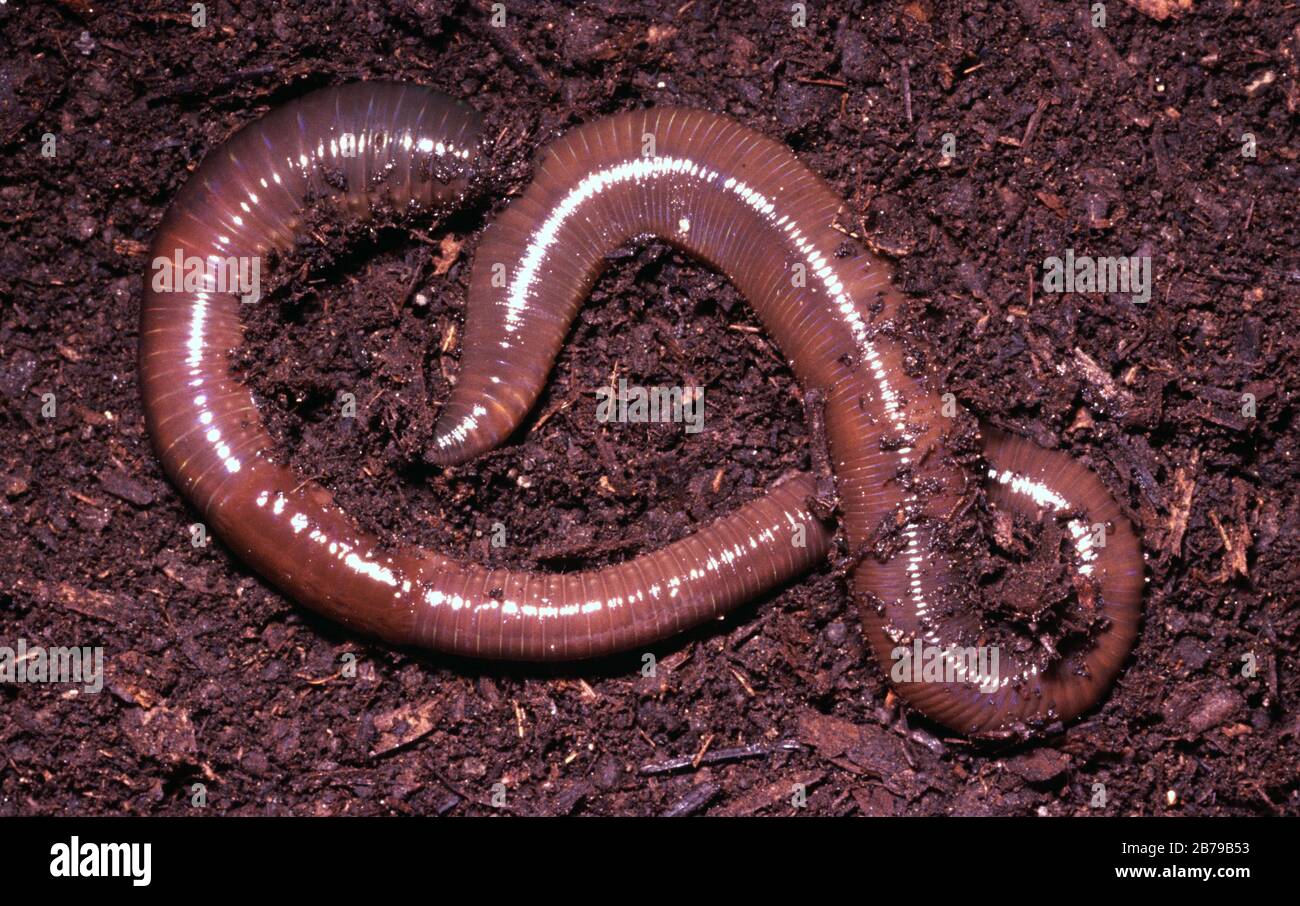Anatomy of the earthworm hi-res stock photography and images - Alamy