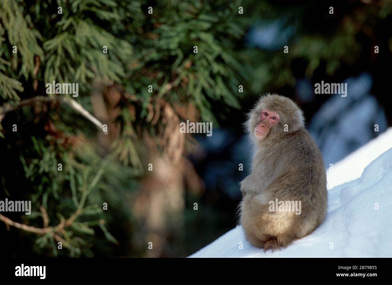 Japanese macaque in snow {Macaca fuscata} Jigokudani Japan Stock Photo ...