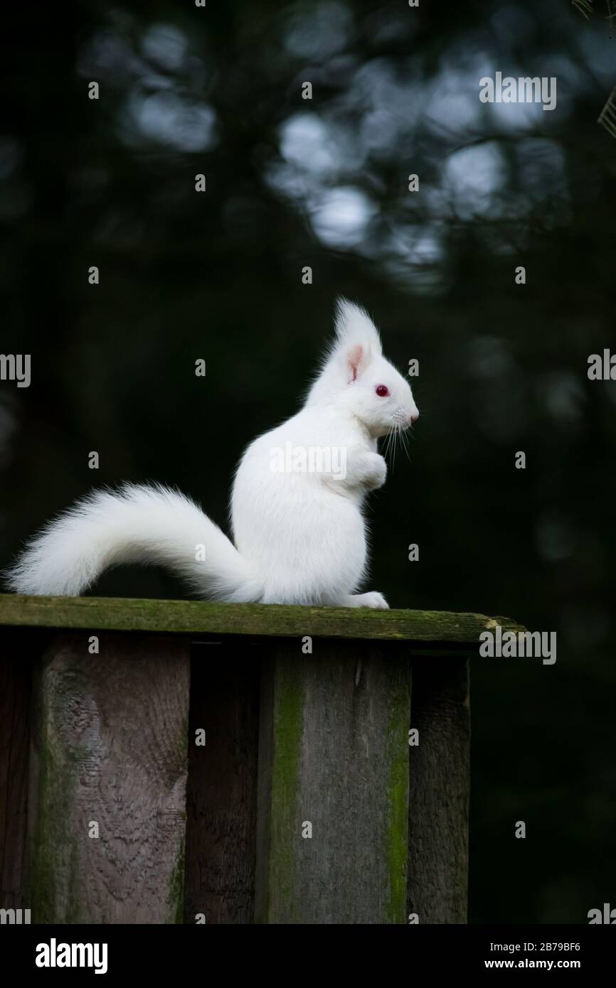 Eurasian red squirrel (albino Stock Photo - Alamy