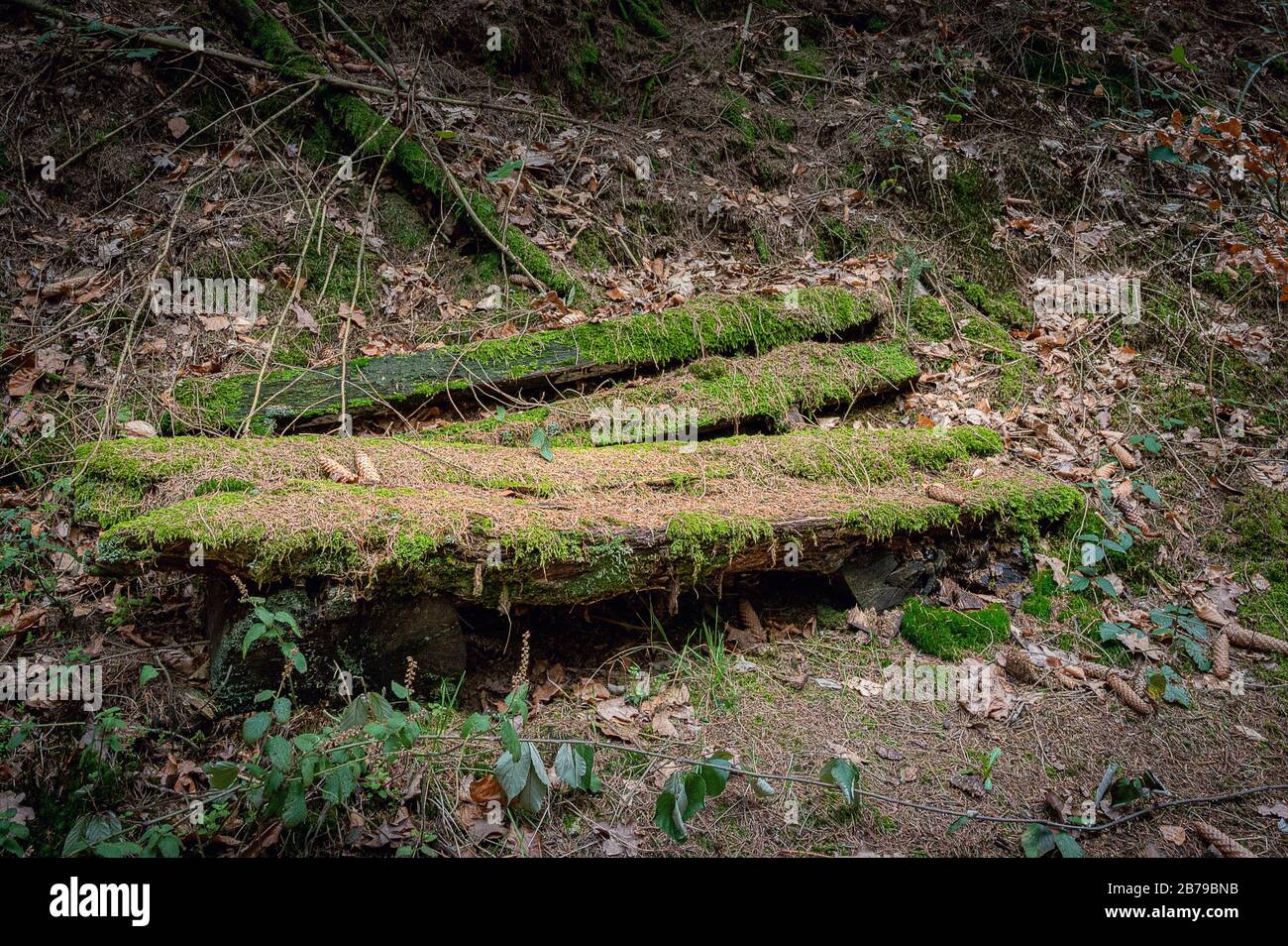 Broken tree peace with moss growing on it Stock Photo - Alamy