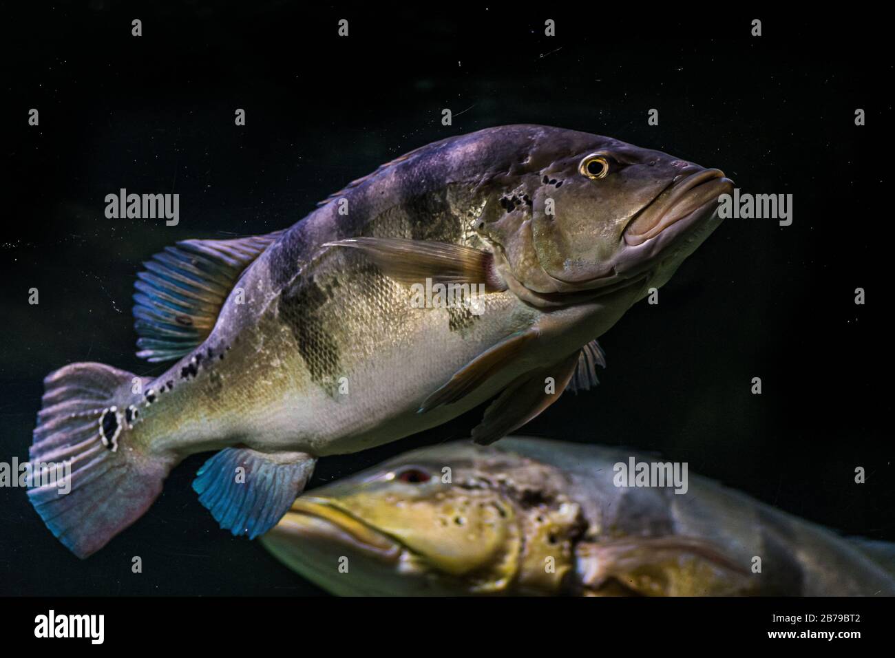 Selective focus underwater shot hi-res stock photography and images - Alamy