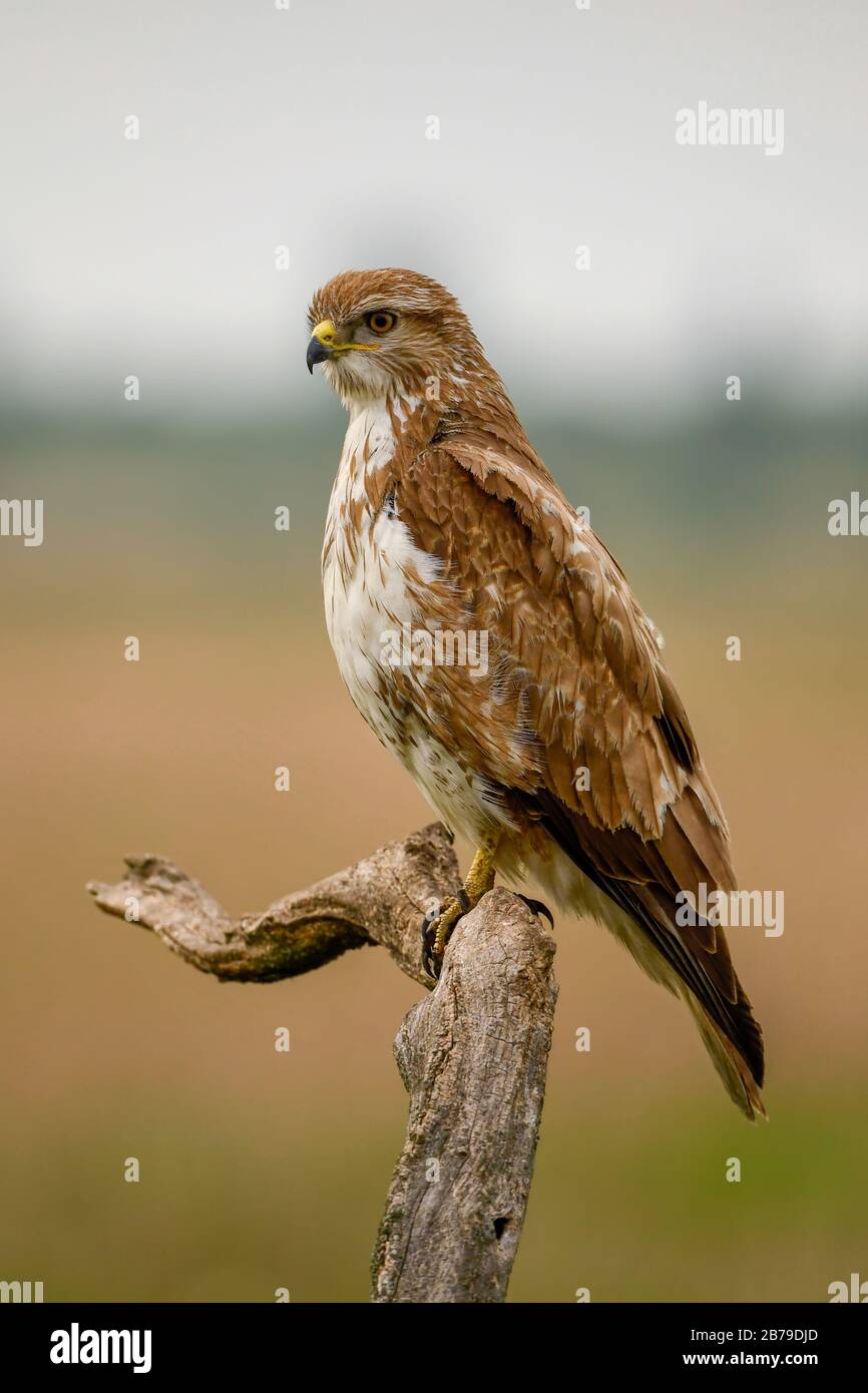 Buzzard - Buteo buteo, common bird of prey from European fields ...