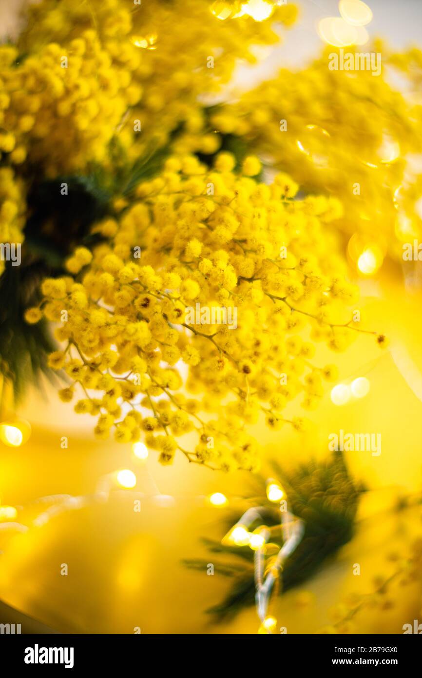 Bouquet of yellow mimosa flowers with bright gold interior decor with ...