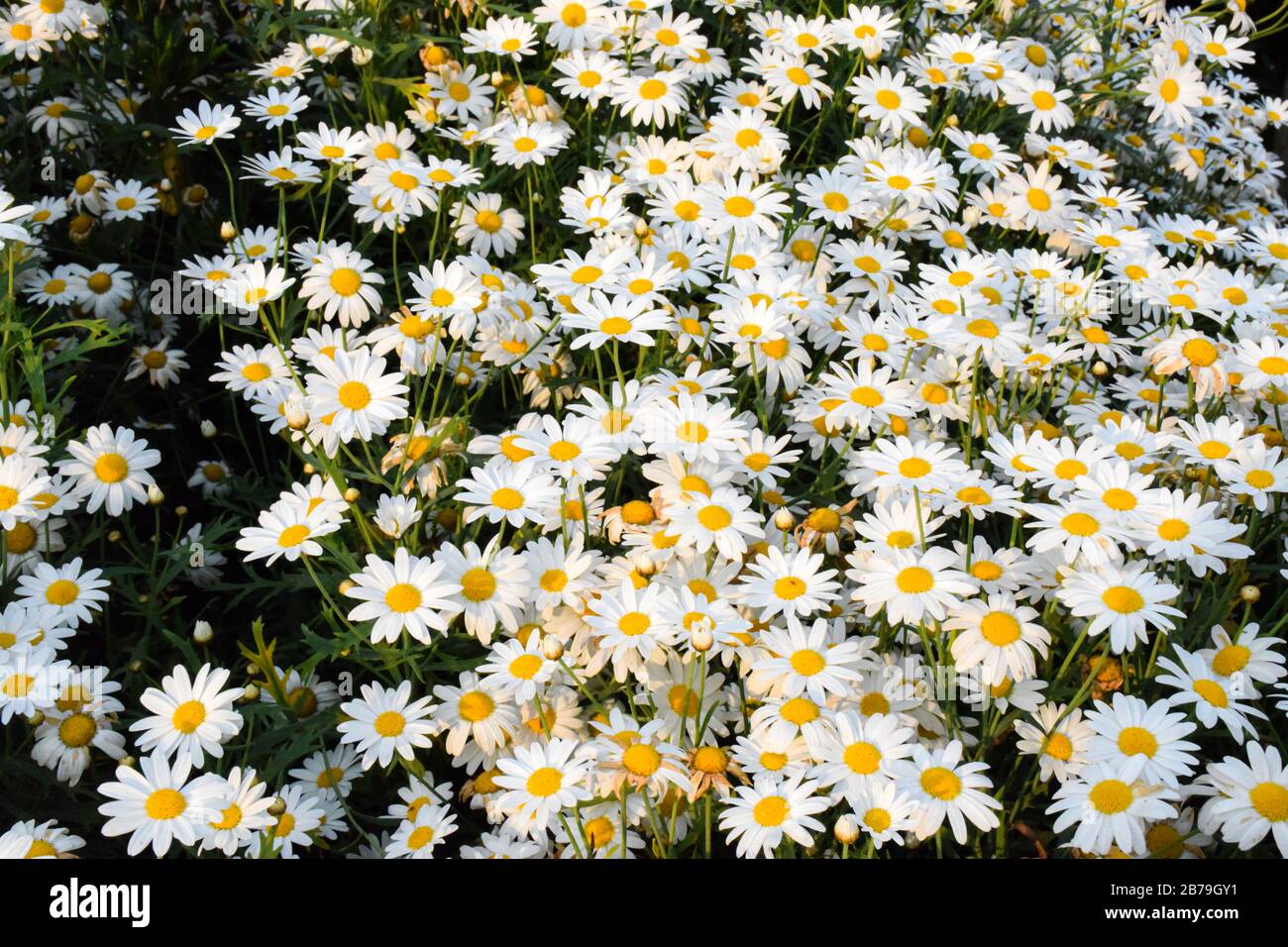 flower garden Daisy full bloom plant Stock Photo - Alamy