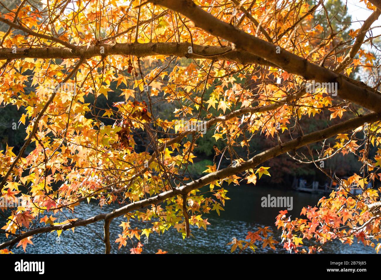 Autumn tree leaves texture background. leaf background texture Stock ...