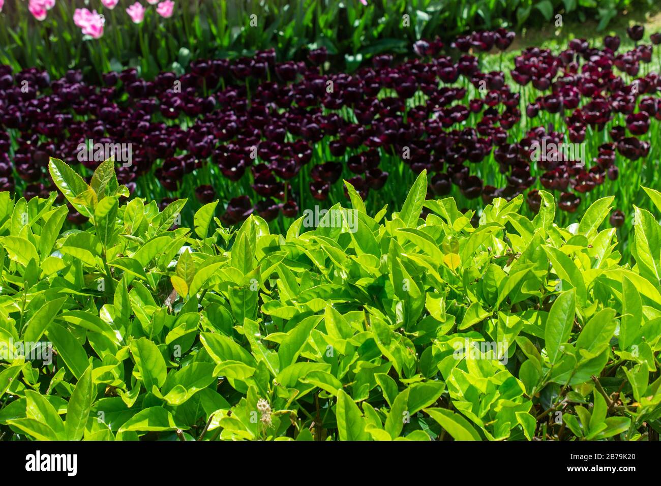 Botanical Garden bright floral gardens colors in full bloom Stock Photo ...
