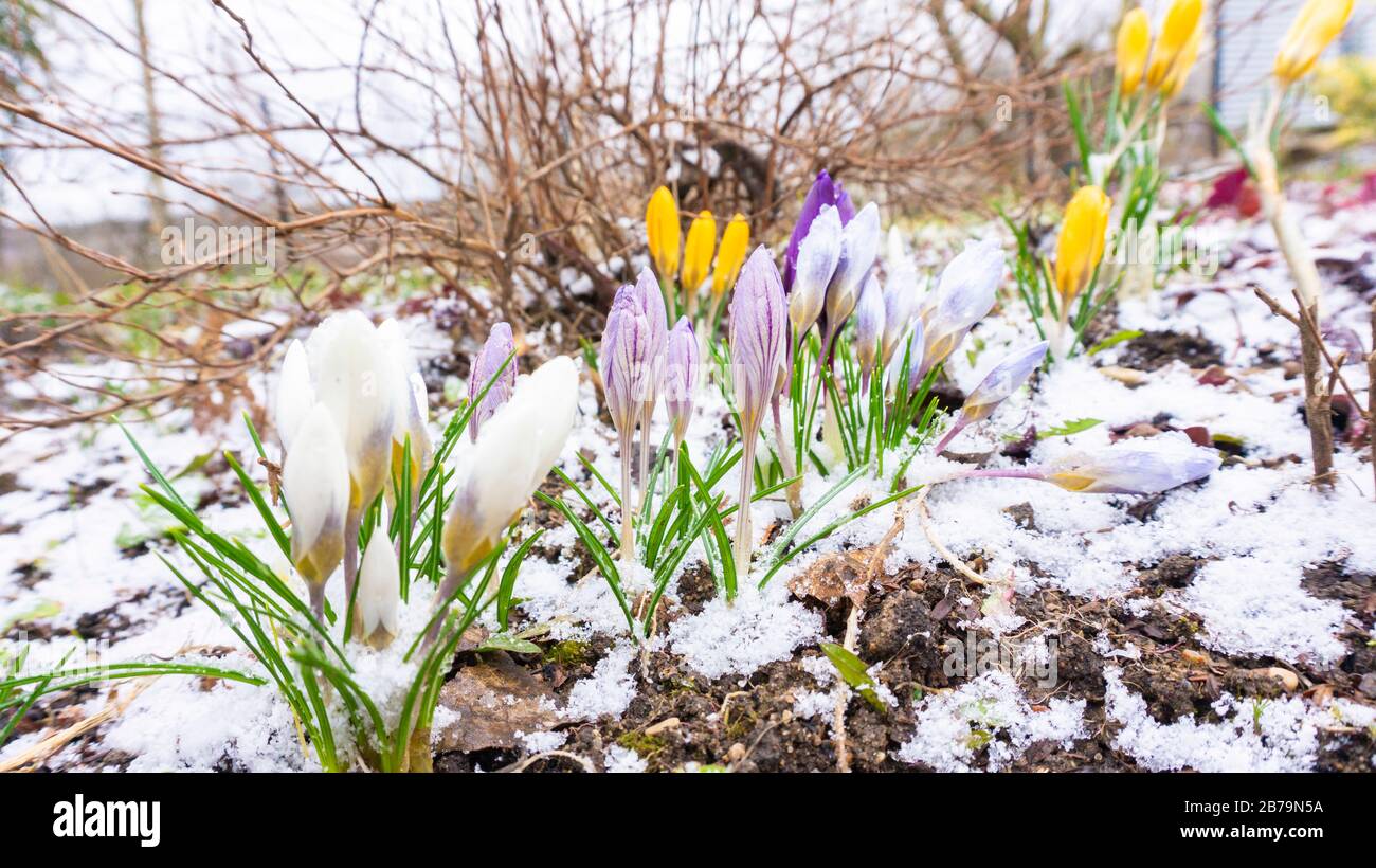 Beautiful first crocus flowers in the snow. Crocuses grow in the snow ...