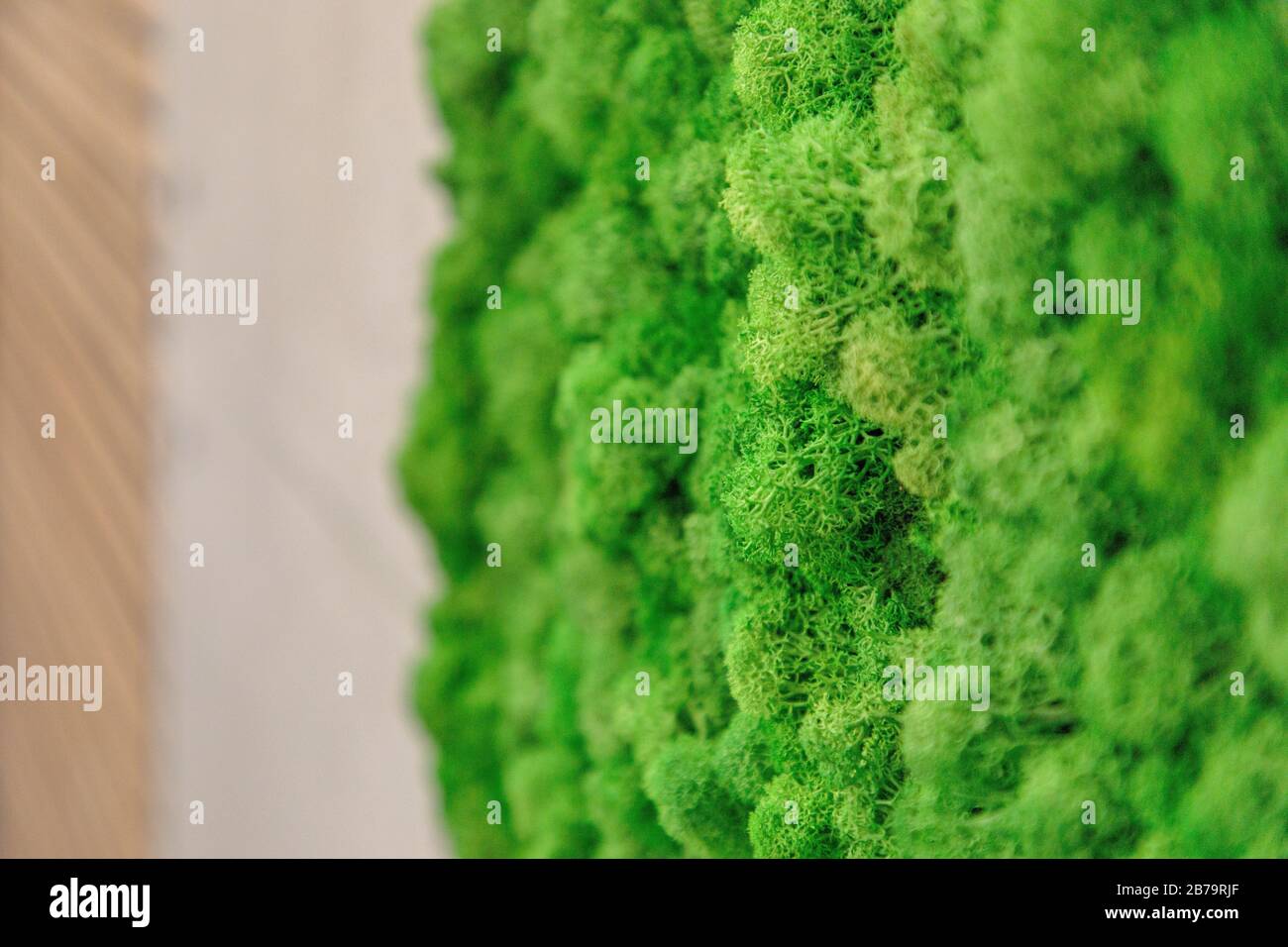 Moss wall with interesting textures - great for a cool background or ...