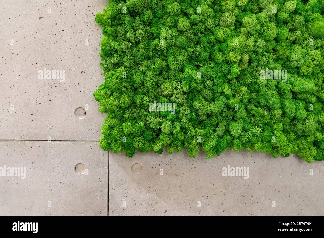 Moss wall with interesting textures - great for a cool background or ...