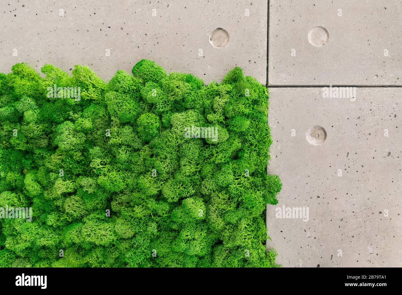 Moss wall with interesting textures - great for a cool background or ...