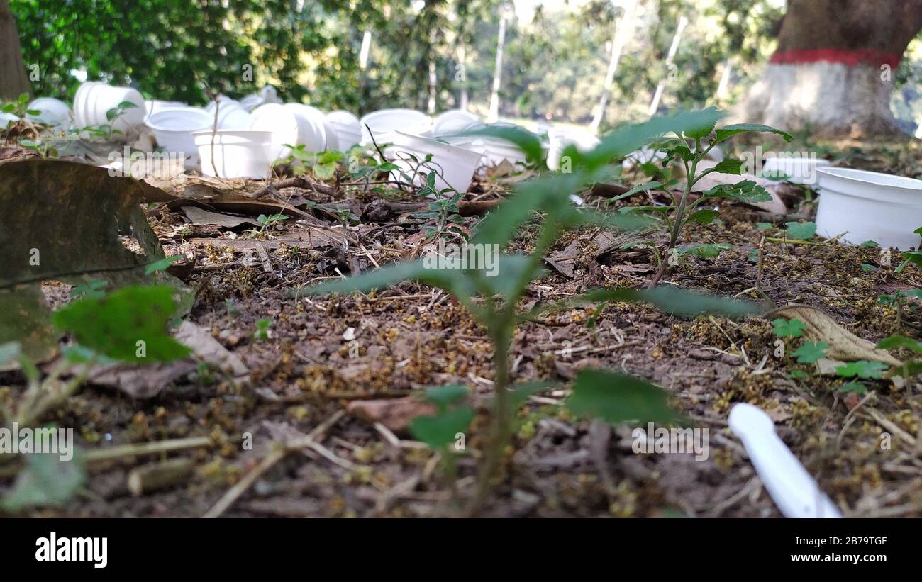 Used Plastic cups dumped in a National Park Stock Photo - Alamy