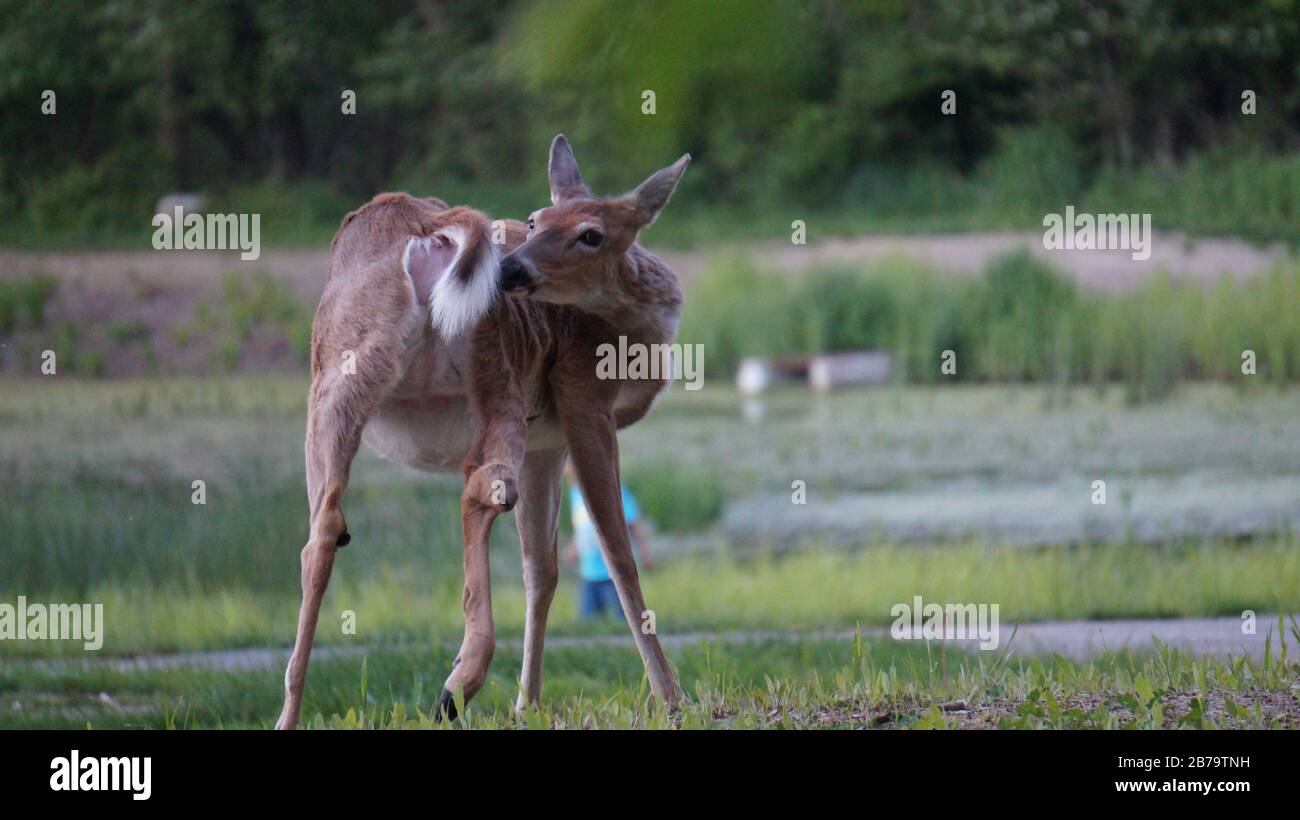 deer biting itself Stock Photo - Alamy