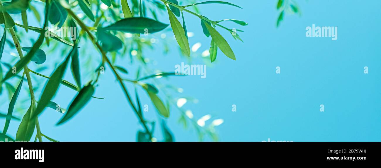 Olive tree leaves and blue sky in sunny summer, botanical background ...