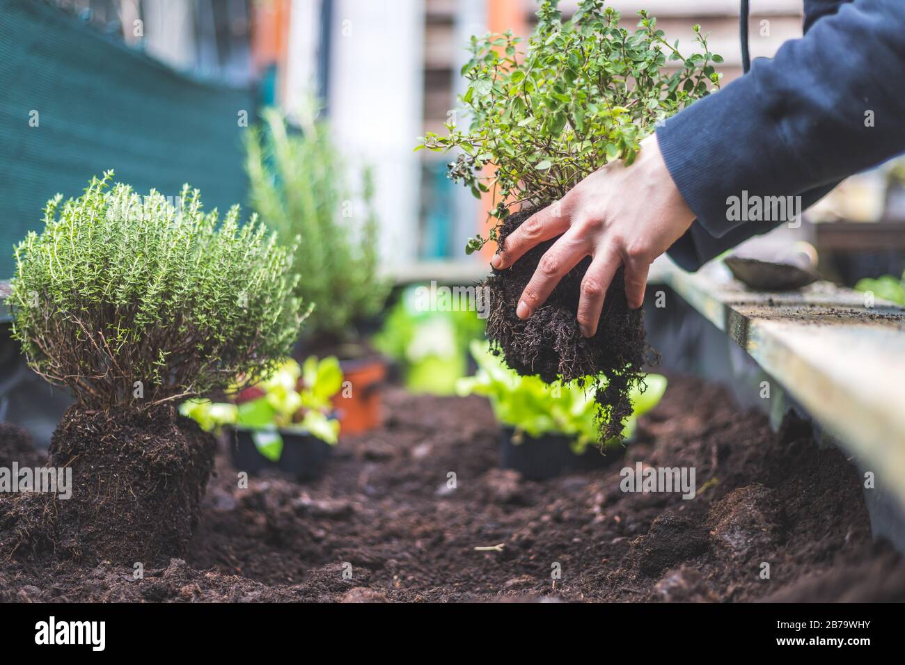 Woman is planting vegetables and herbs in raised bed. Fresh plants and ...