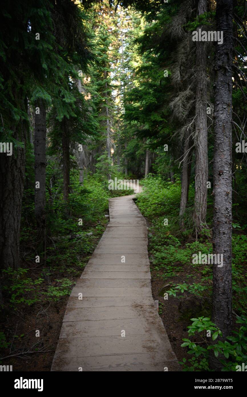 Pacific northwest trail wooden walkway hi-res stock photography and ...