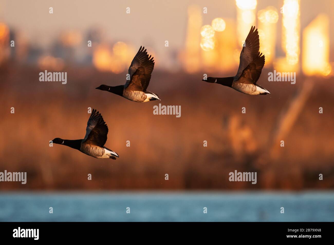 Brant goose flight hi-res stock photography and images - Alamy