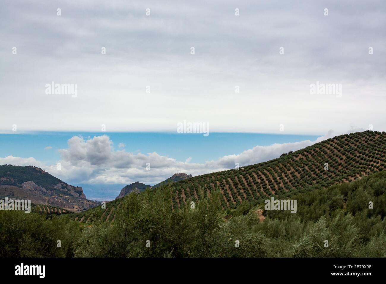 Andalusian landscape with yellow hills and green olive trees ...