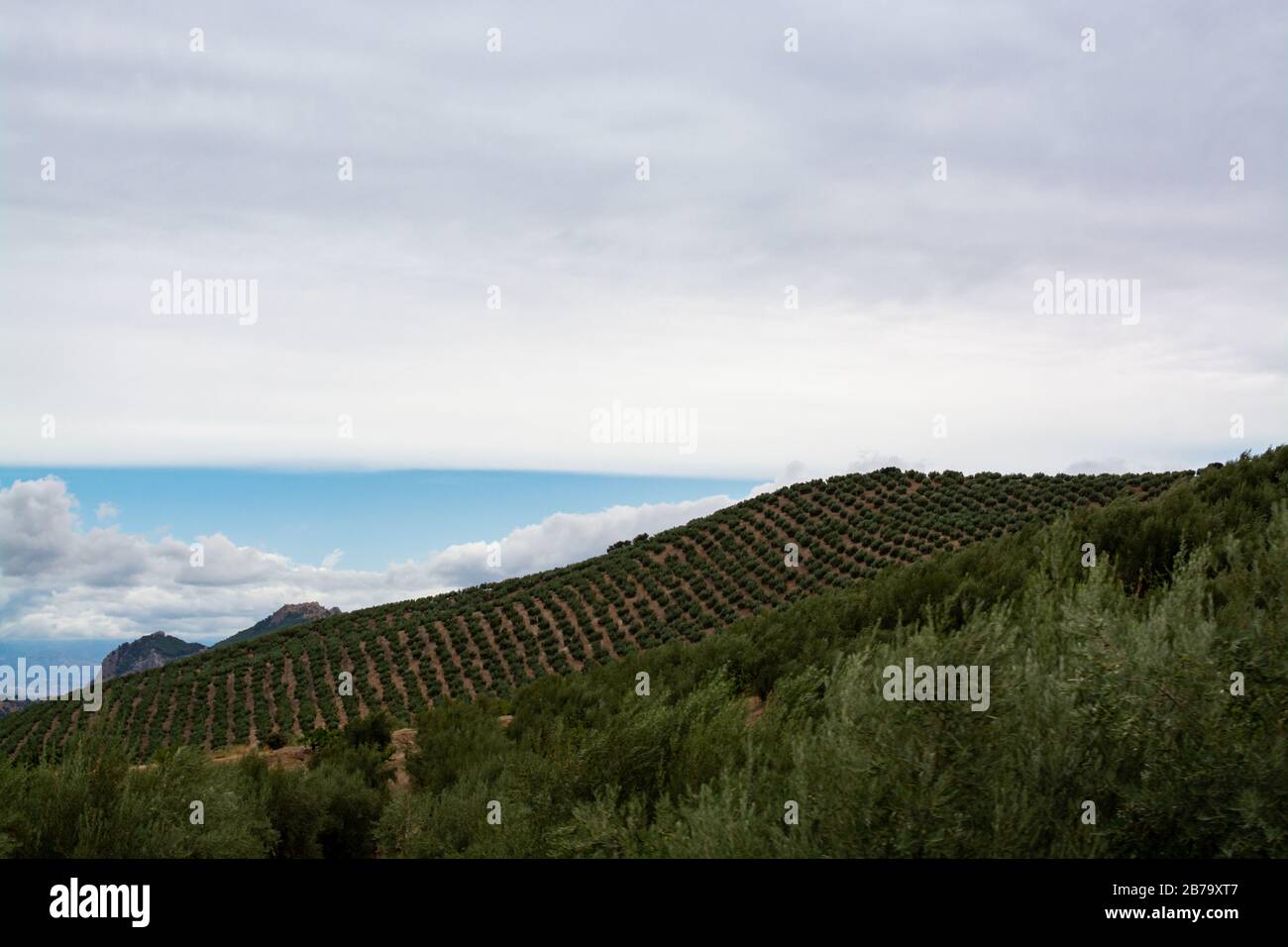 Andalusian landscape with yellow hills and green olive trees ...
