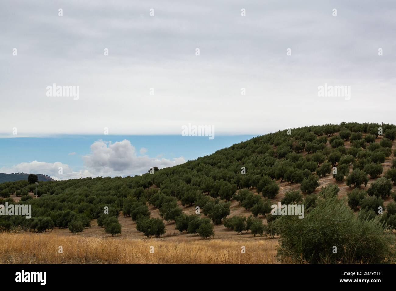Andalusian landscape with yellow hills and green olive trees ...