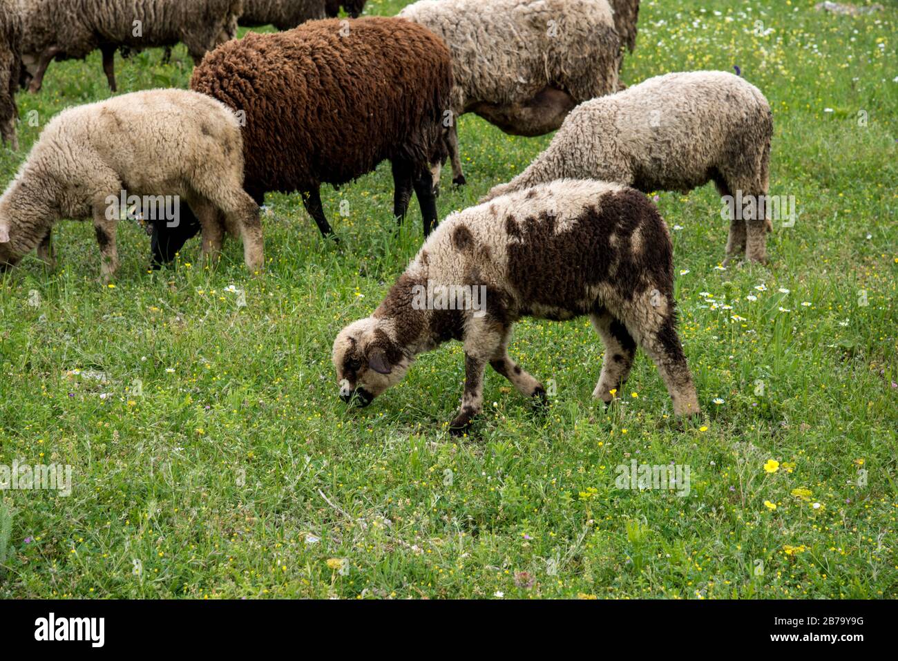 Sheep and lambs grazing on spring field - selective focus Stock Photo ...