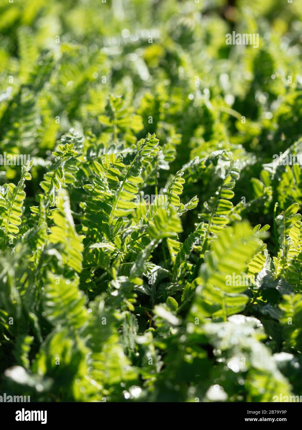 Serradella (Ornithopus sativus) green manure in a garden Stock Photo ...