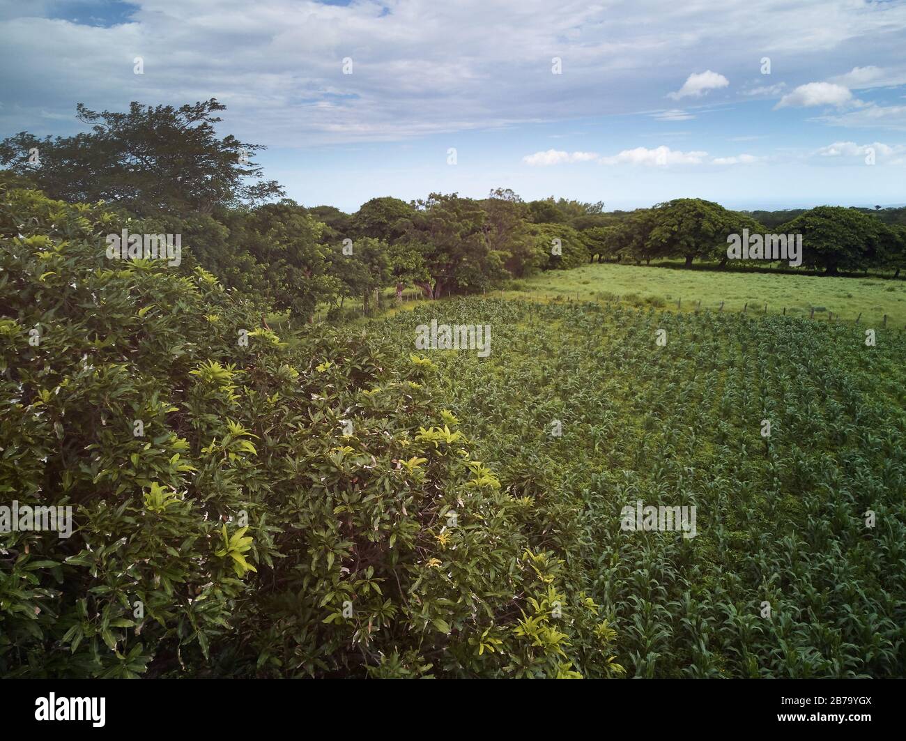 Green corn hi-res stock photography and images - Alamy