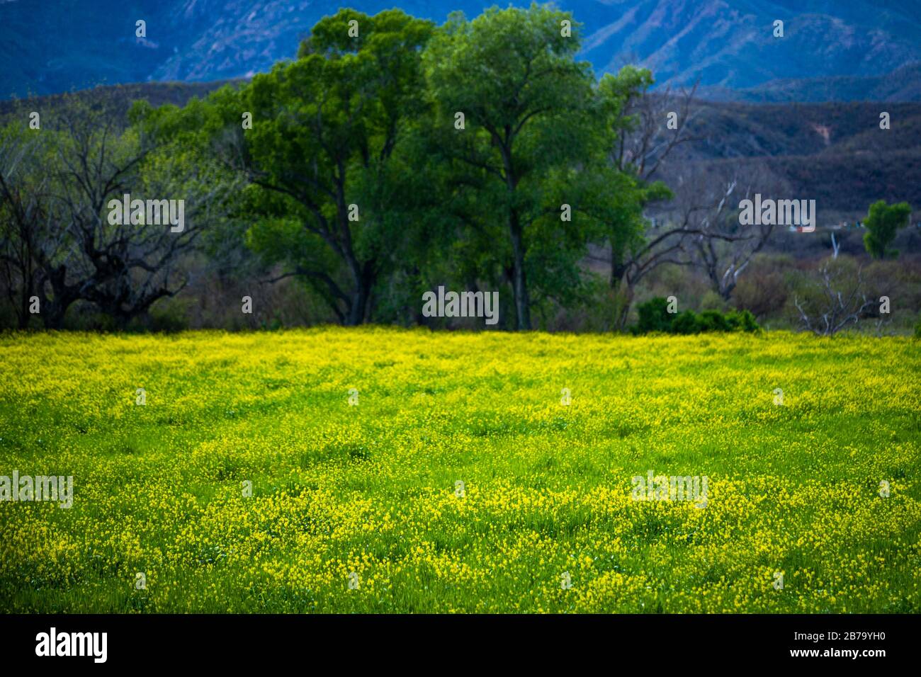 spring landscape on a plot and an alamo tree. Rio Sonora route. Aconchi ...