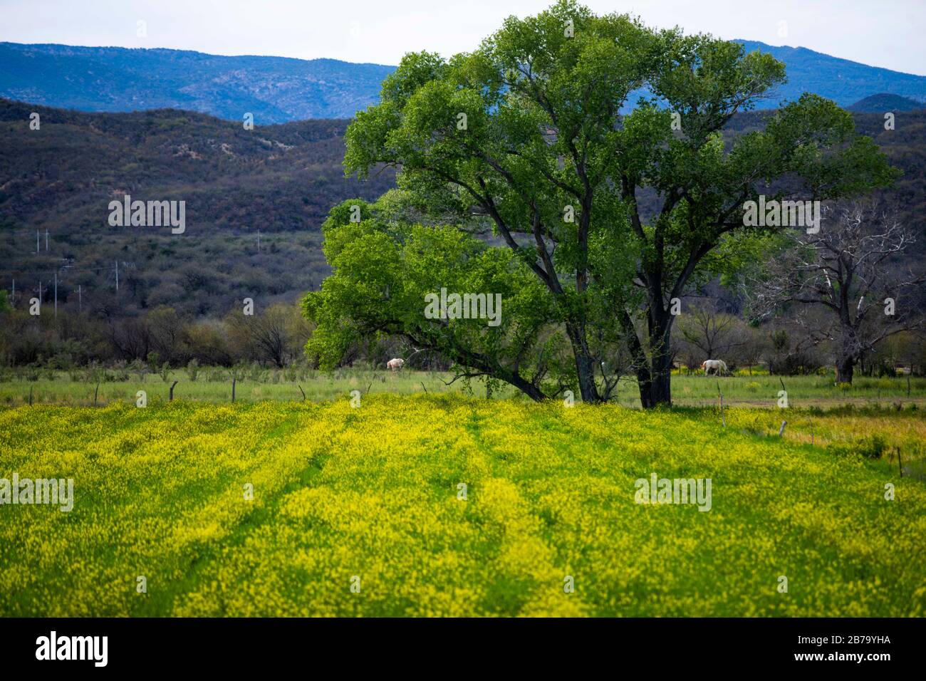spring landscape on a plot and an alamo tree. Rio Sonora route. Aconchi ...