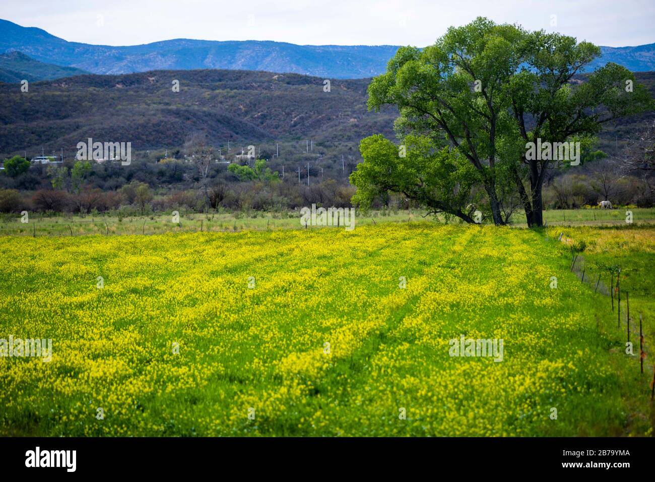 spring landscape on a plot and an alamo tree. Rio Sonora route. Aconchi ...