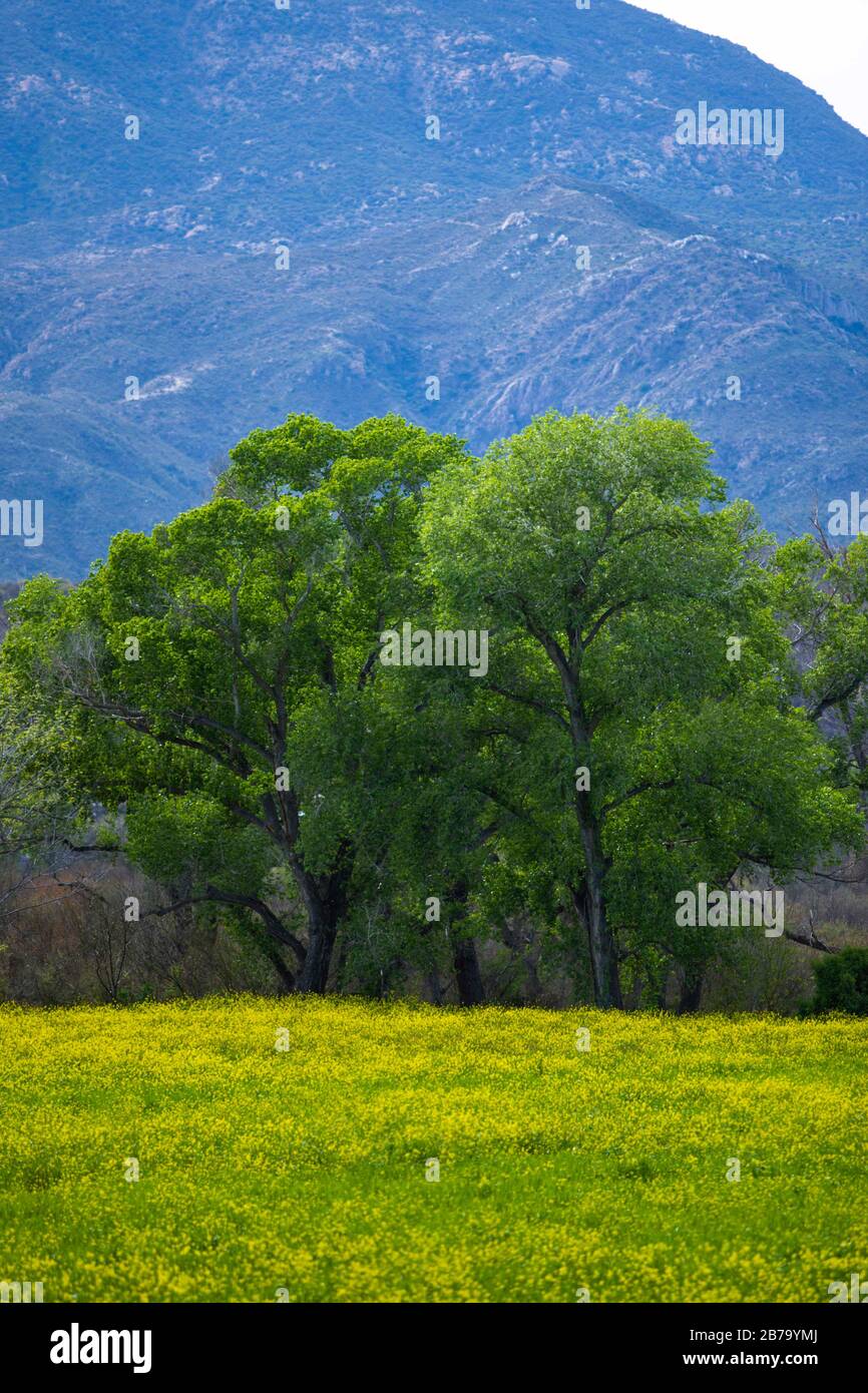 spring landscape on a plot and an alamo tree. Rio Sonora route. Aconchi ...