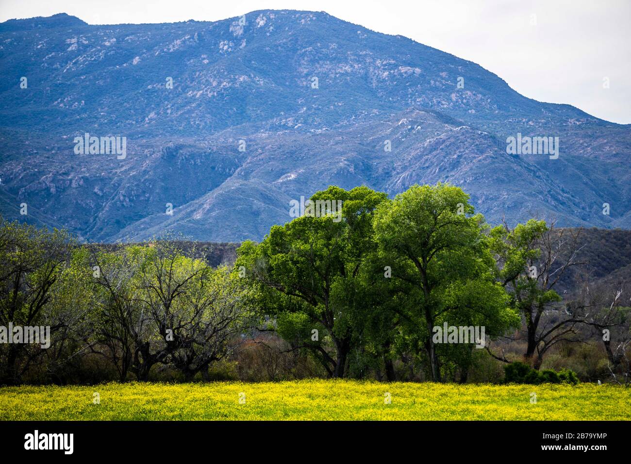 spring landscape on a plot and an alamo tree. Rio Sonora route. Aconchi ...